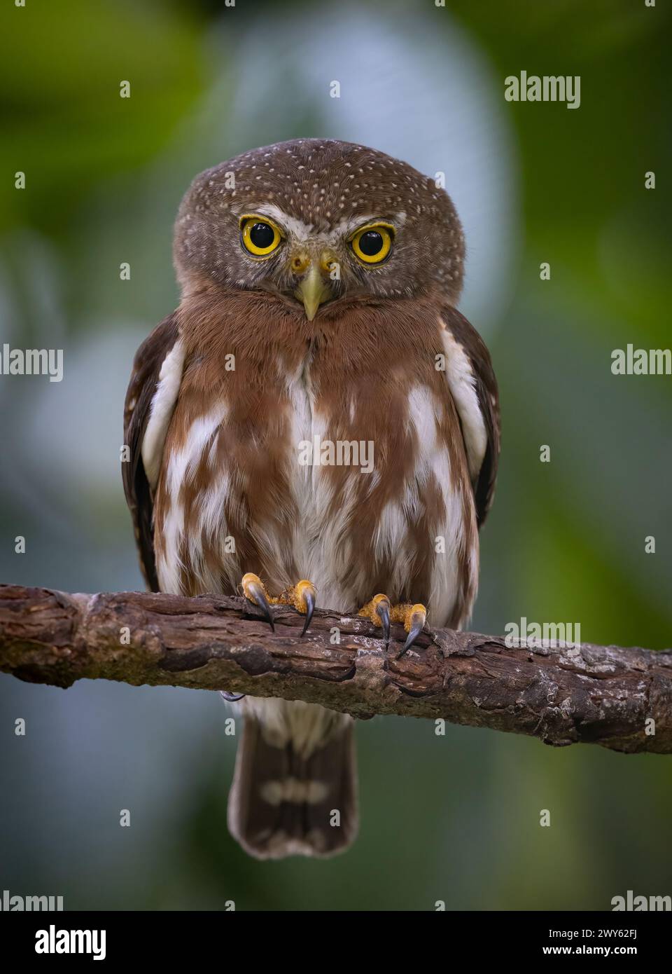 Rainforest owl hi-res stock photography and images - Alamy