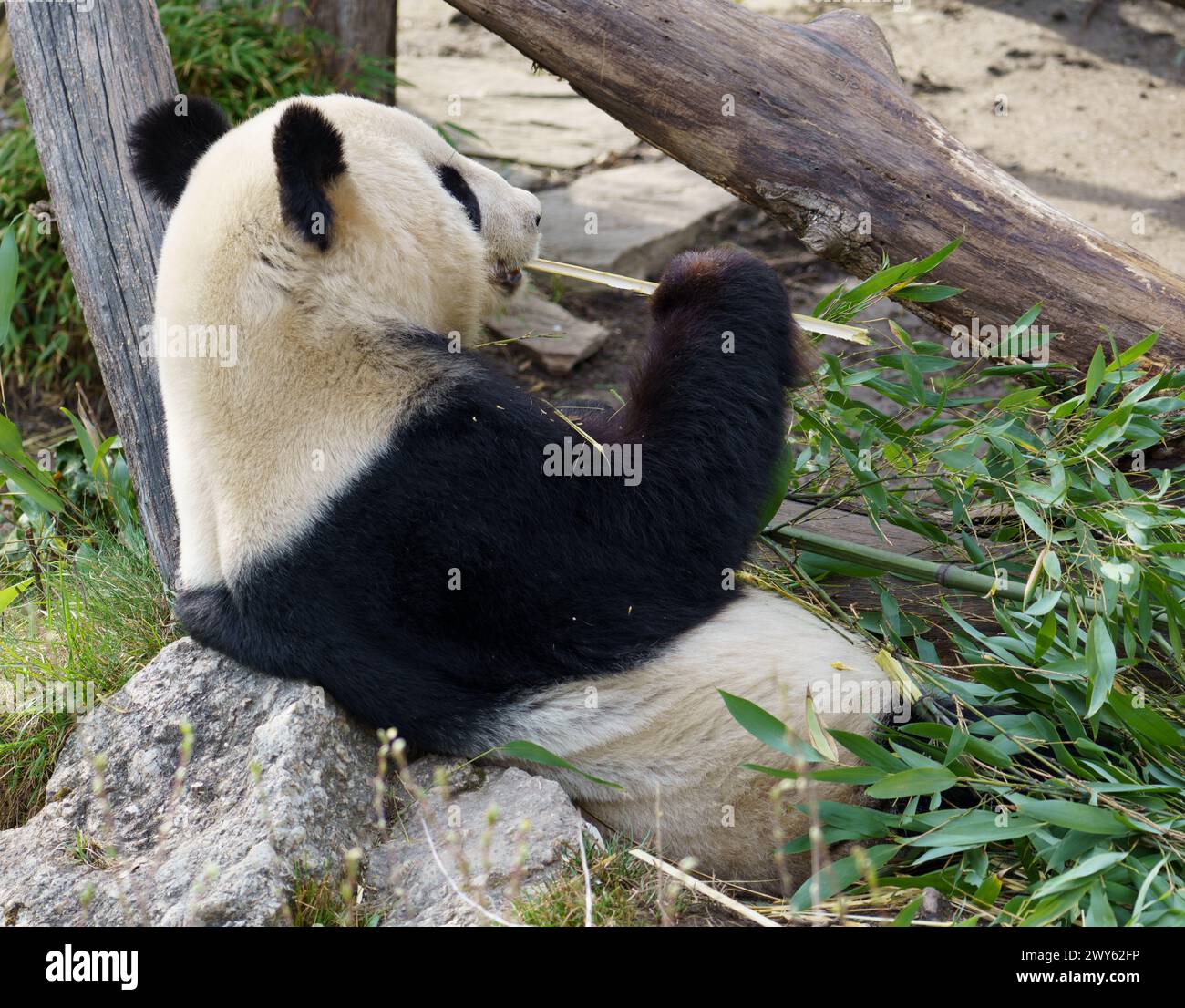 Portrait of a young giant panda leaning on a rock eating bamboo Stock ...
