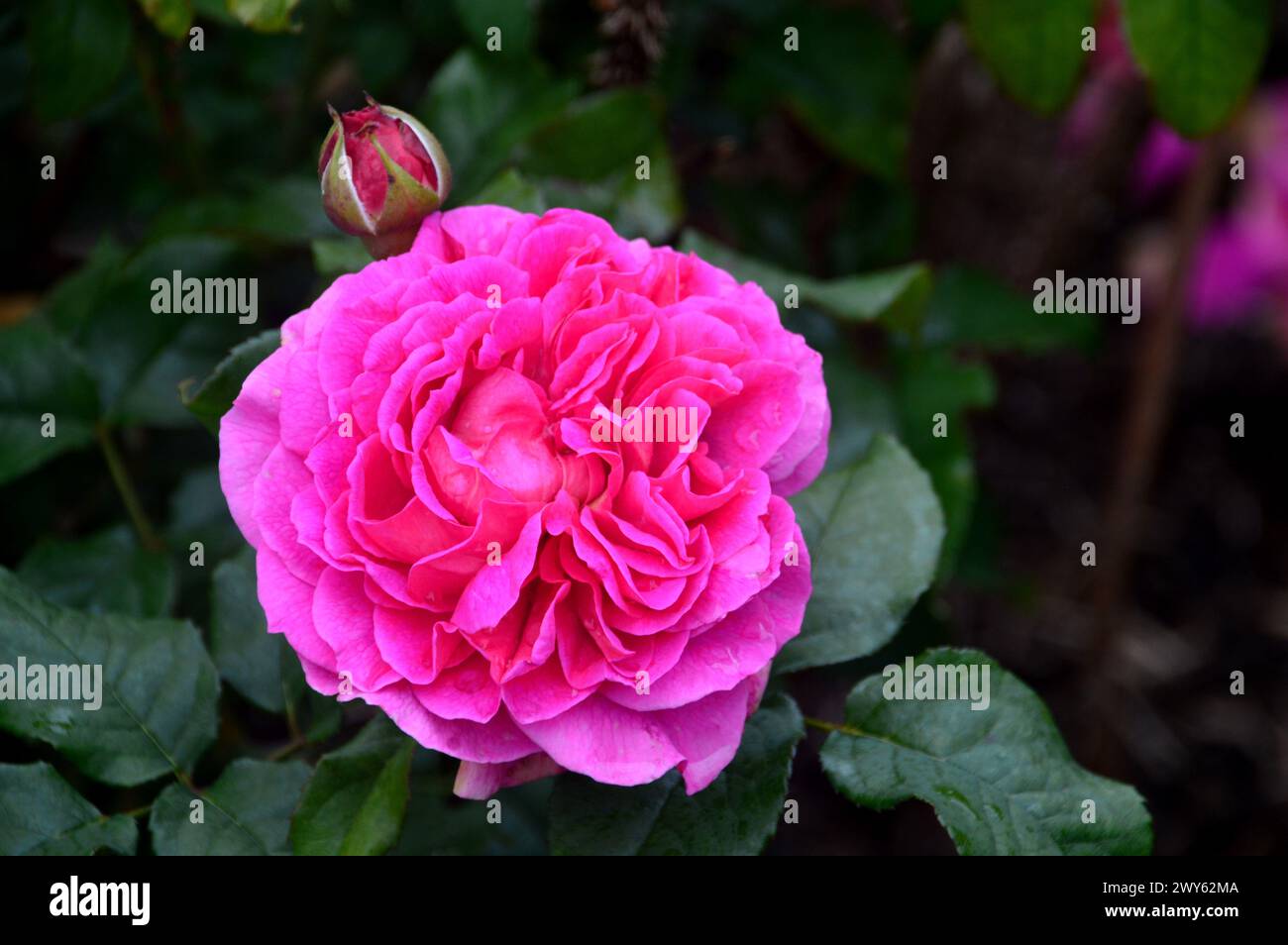 Single Red David Austin Rosa 'Darcey Bussell' Rose grown in the Rose ...