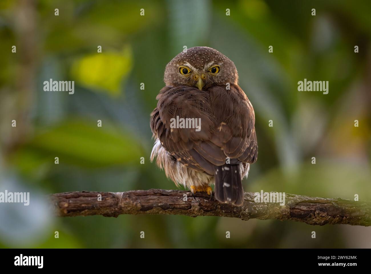 Pygmy owl in the rainforest of Costa Rica Stock Photo - Alamy
