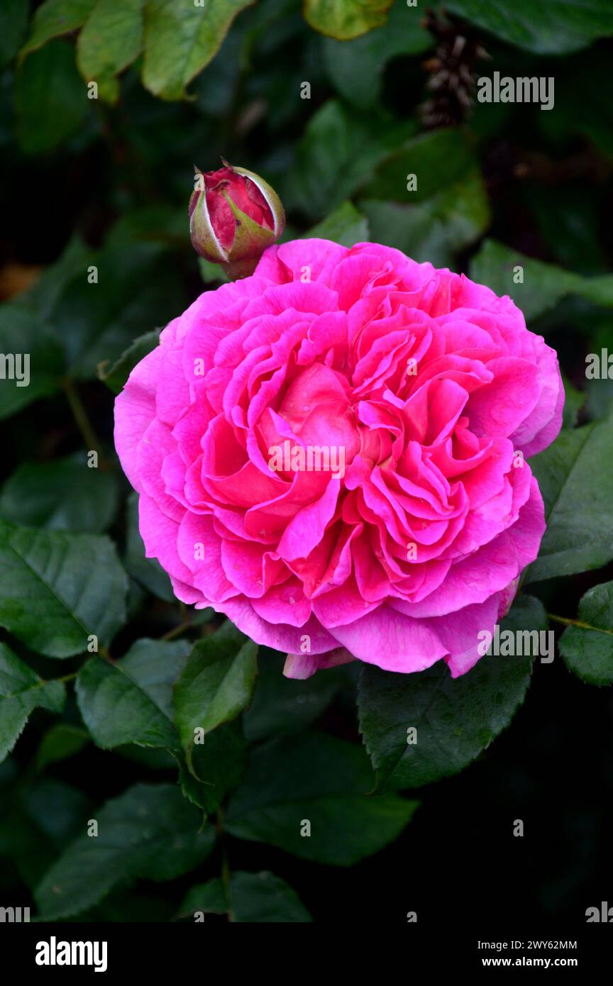 Single Red David Austin Rosa 'Darcey Bussell' Rose grown in the Rose ...