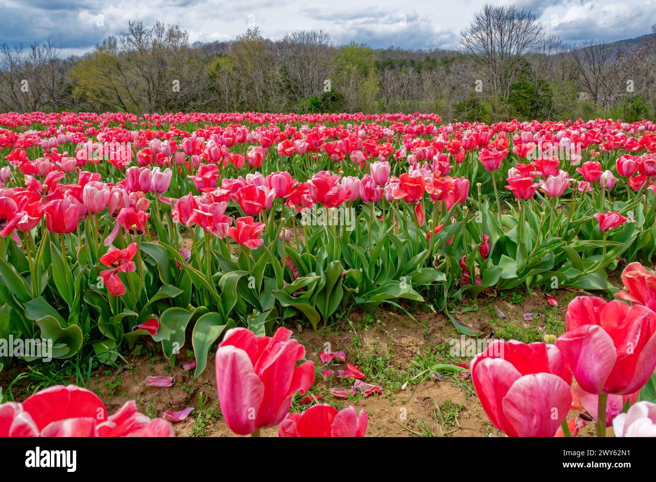 Farm field full of opened bright colorful pink tulips all in rows ...