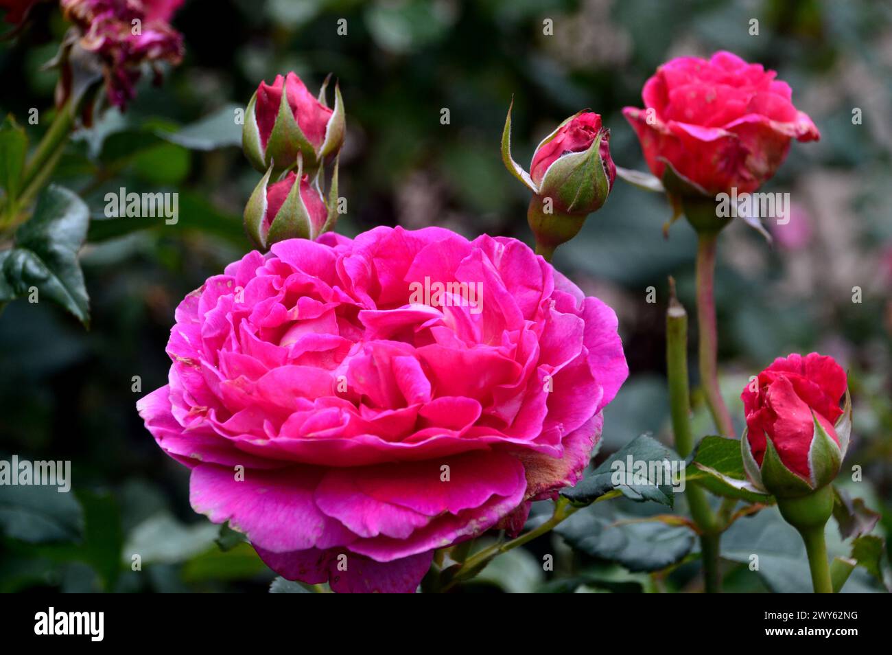 Single Red David Austin Rosa 'Darcey Bussell' Rose grown in the Rose ...