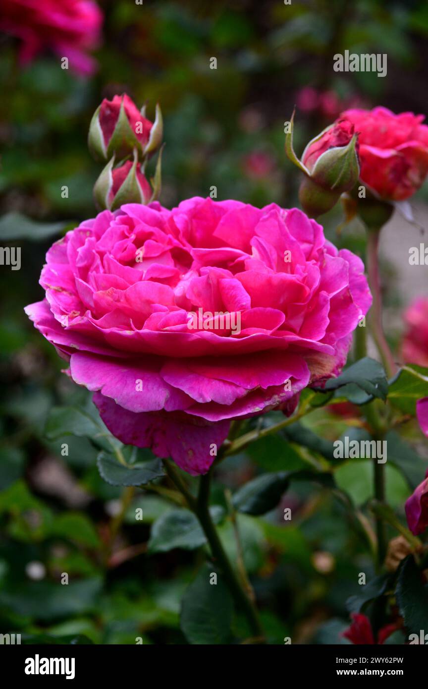 Single Red David Austin Rosa 'Darcey Bussell' Rose grown in the Rose ...