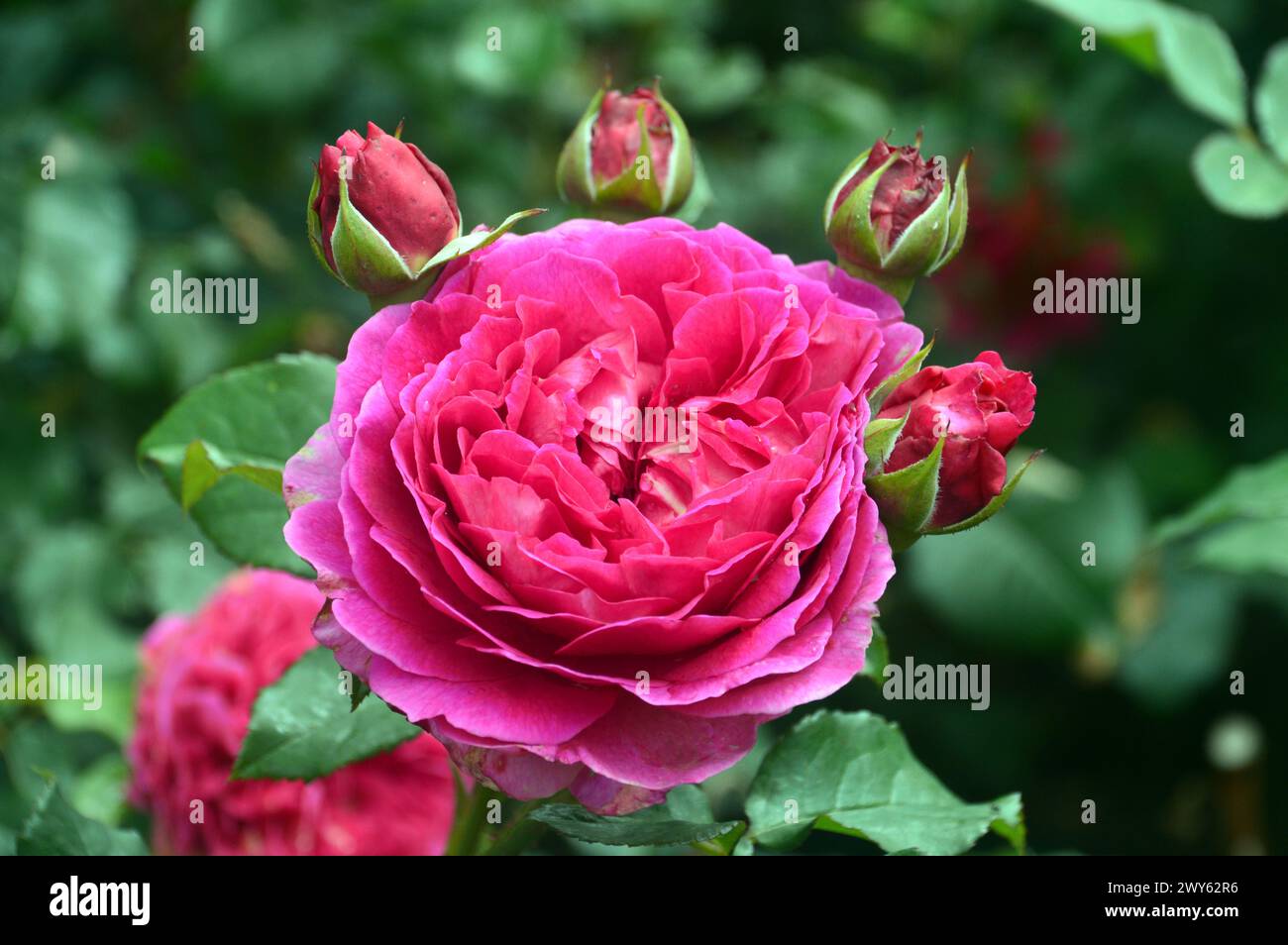 Single Red David Austin Rosa 'Darcey Bussell' Rose grown in the Rose ...