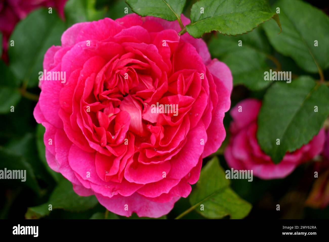 Single Red David Austin Rosa 'Darcey Bussell' Rose grown in the Rose ...