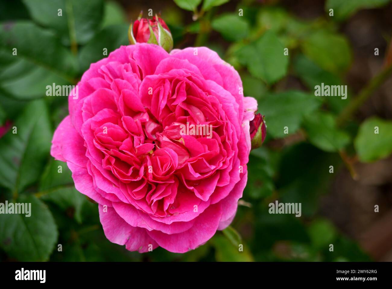 Single Red David Austin Rosa 'Darcey Bussell' Rose grown in the Rose ...
