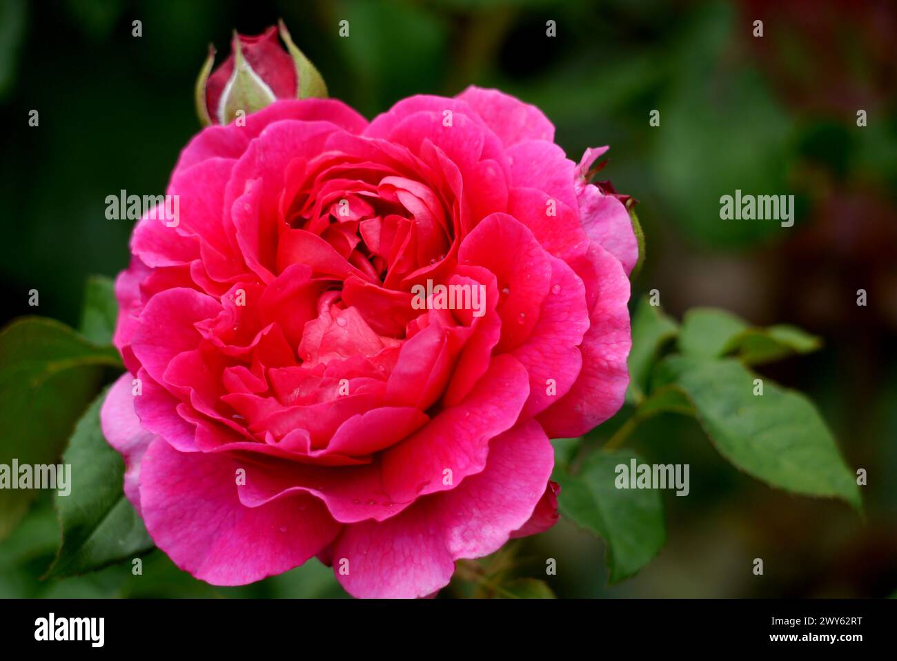 Single Red David Austin Rosa 'Darcey Bussell' Rose grown in the Rose ...