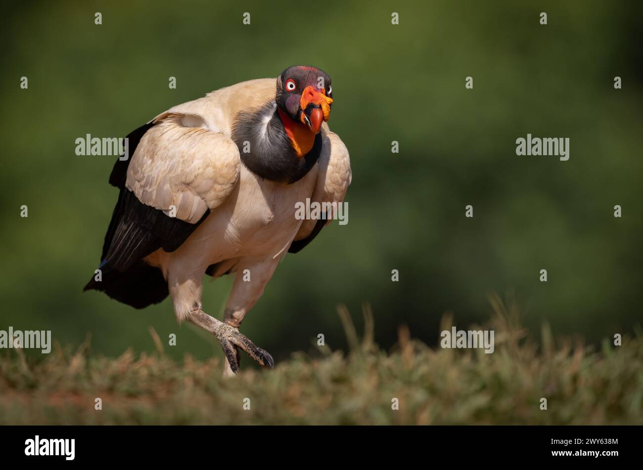 King vulture in the tropical rainforest of Costa Rica Stock Photo - Alamy