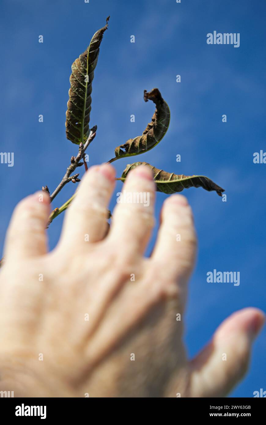 man hand reaching for dry leaves on branch against the sky Stock Photo ...