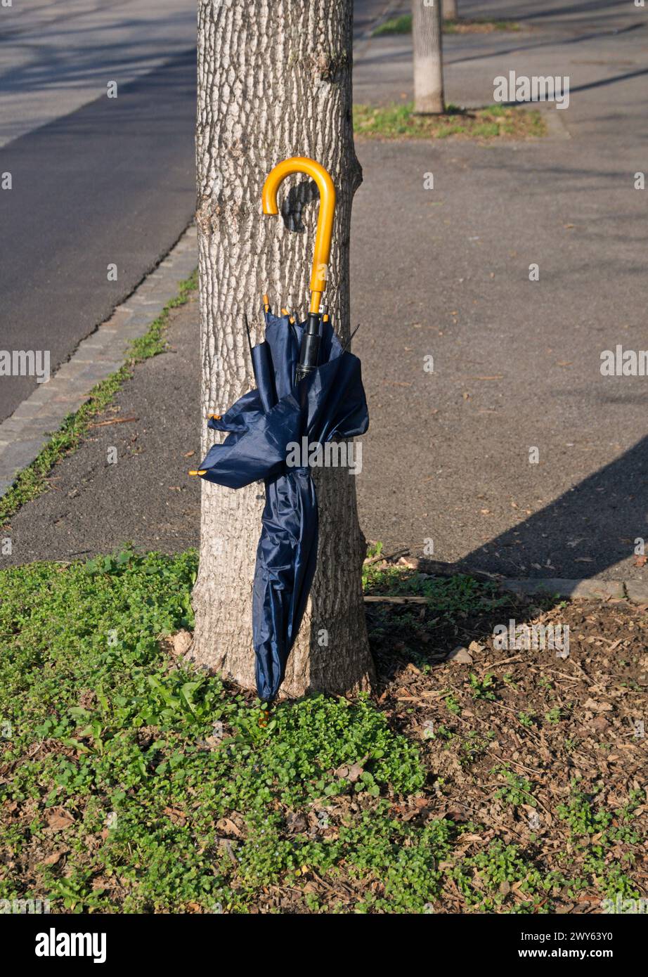 umbrella leaning against tree trunk Stock Photo - Alamy