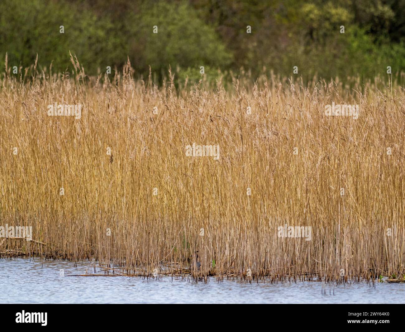 climate warming waterside natural bull rushes reed wildlife habitiat ...