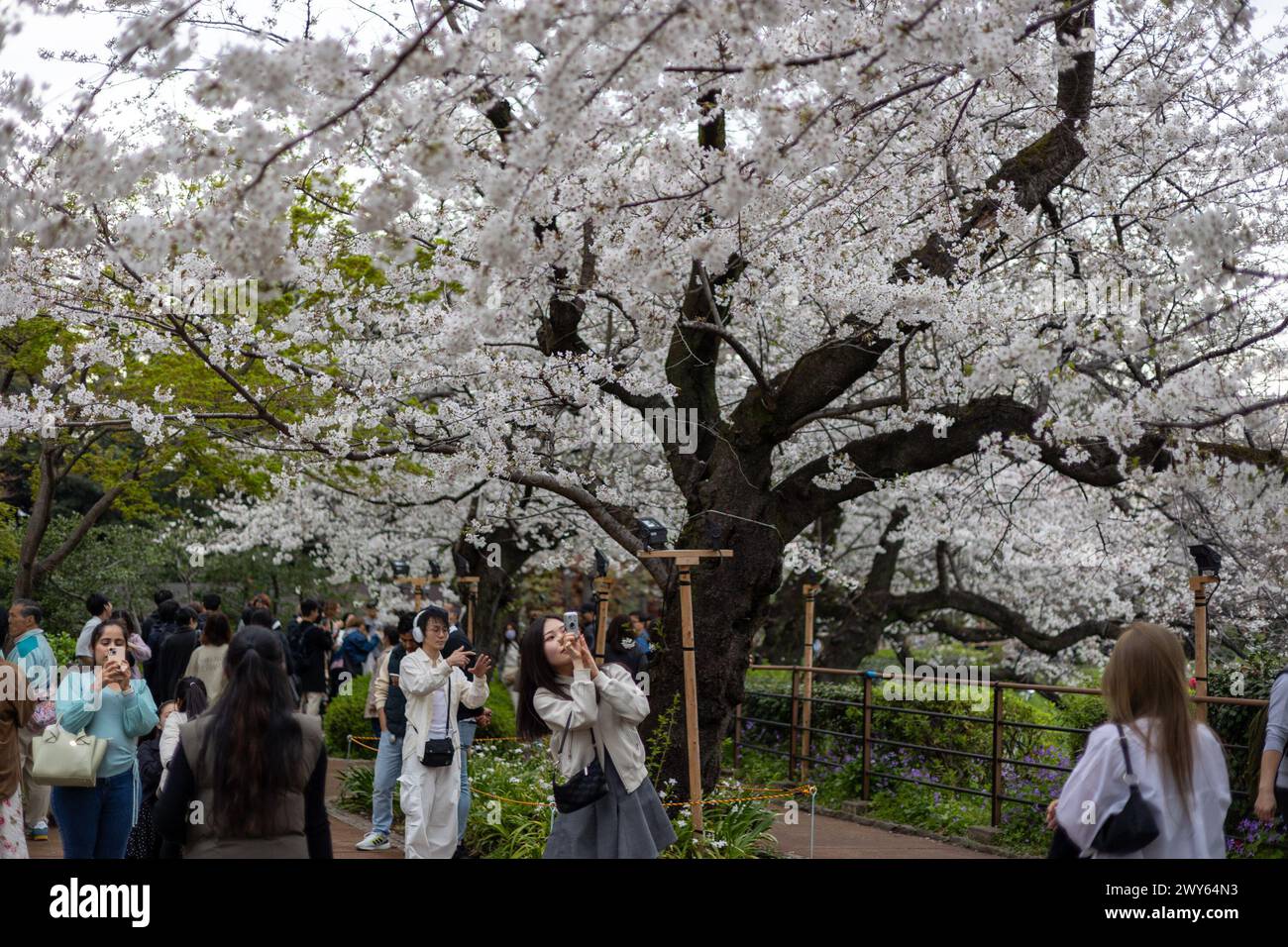 Tokyo, Japan. 4th Apr, 2024. Members of the public enjoy the view of ...