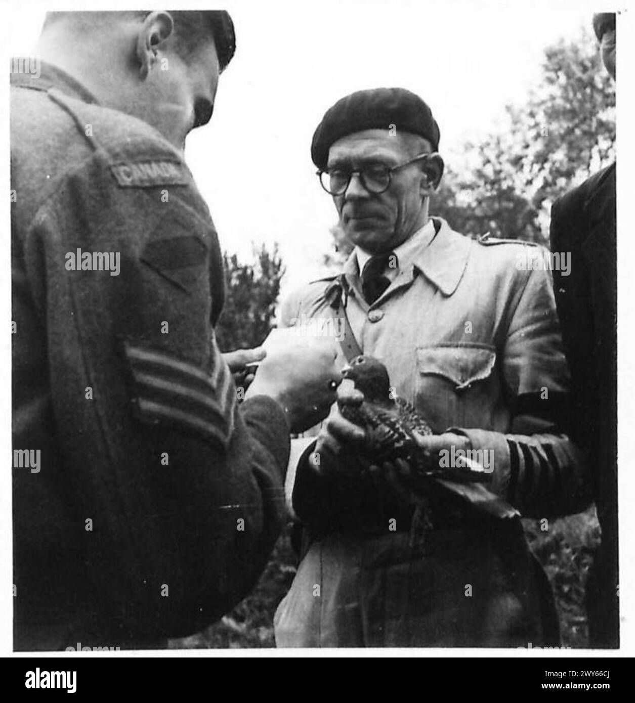 Captured pigeon Black and White Stock Photos & Images - Alamy