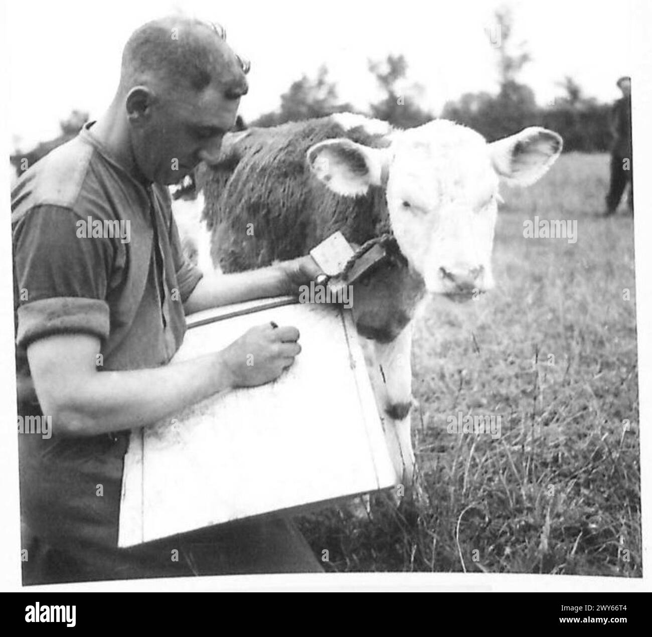 EVACUATION OF CATTLE FROM THE BATTLE ZONE - A soldier is seen checking ...