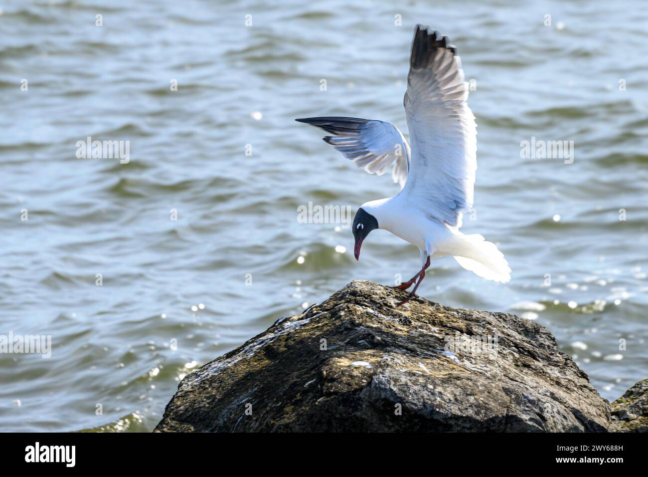 Dauphin island park hi-res stock photography and images - Alamy