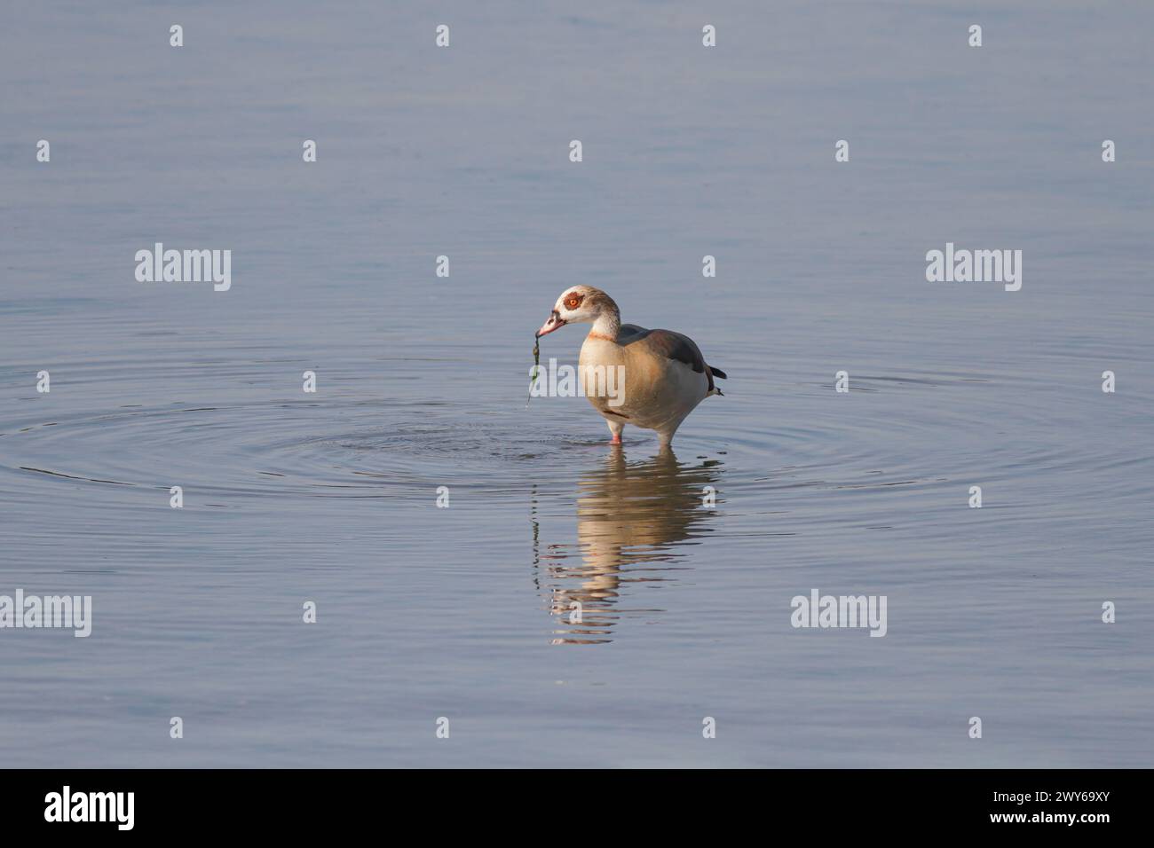 Douro river egyptian goose eating algae during low tide, north of ...
