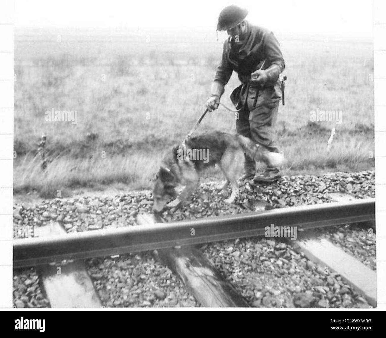 Royal Engineers of 11th Armoured Division use dogs to detect mines during the advance ...