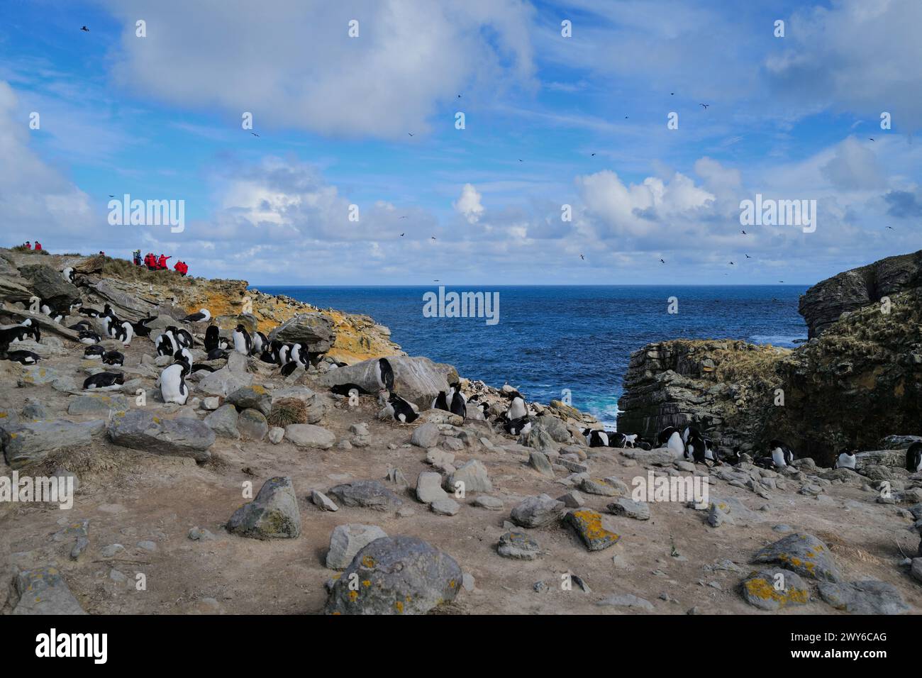 (West) New Island Rockhoppers, Falkland Islands Stock Photo - Alamy