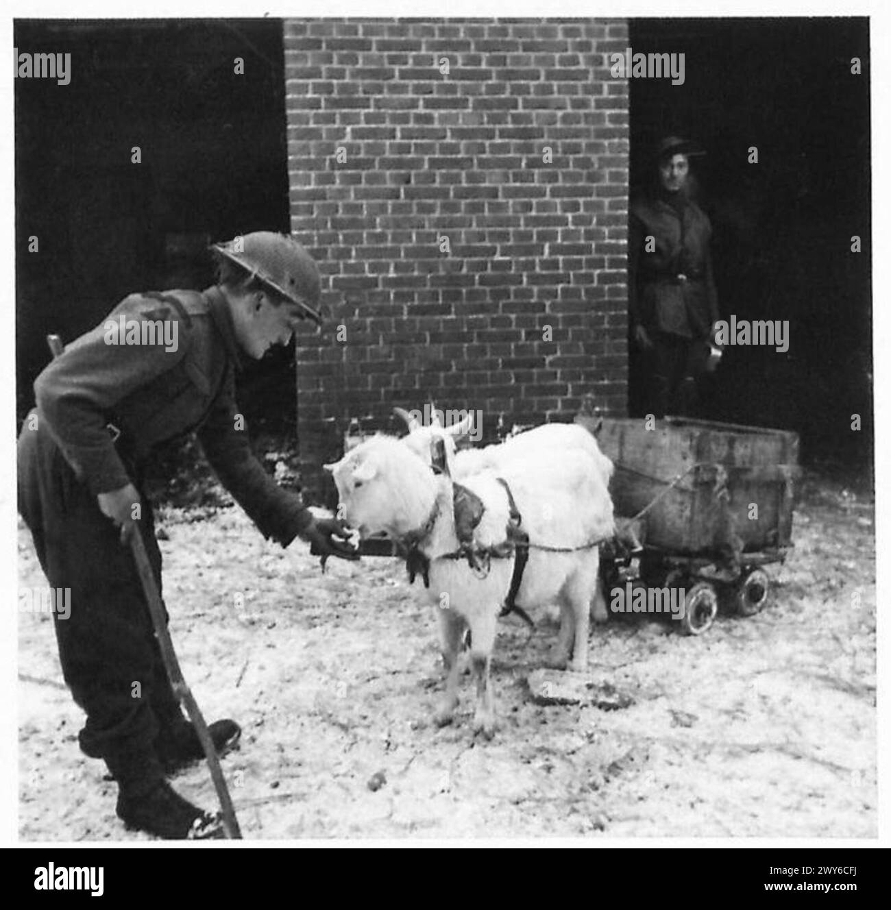 GOAT CART DELIVERS THE RATIONS - The goats move off with their little ...