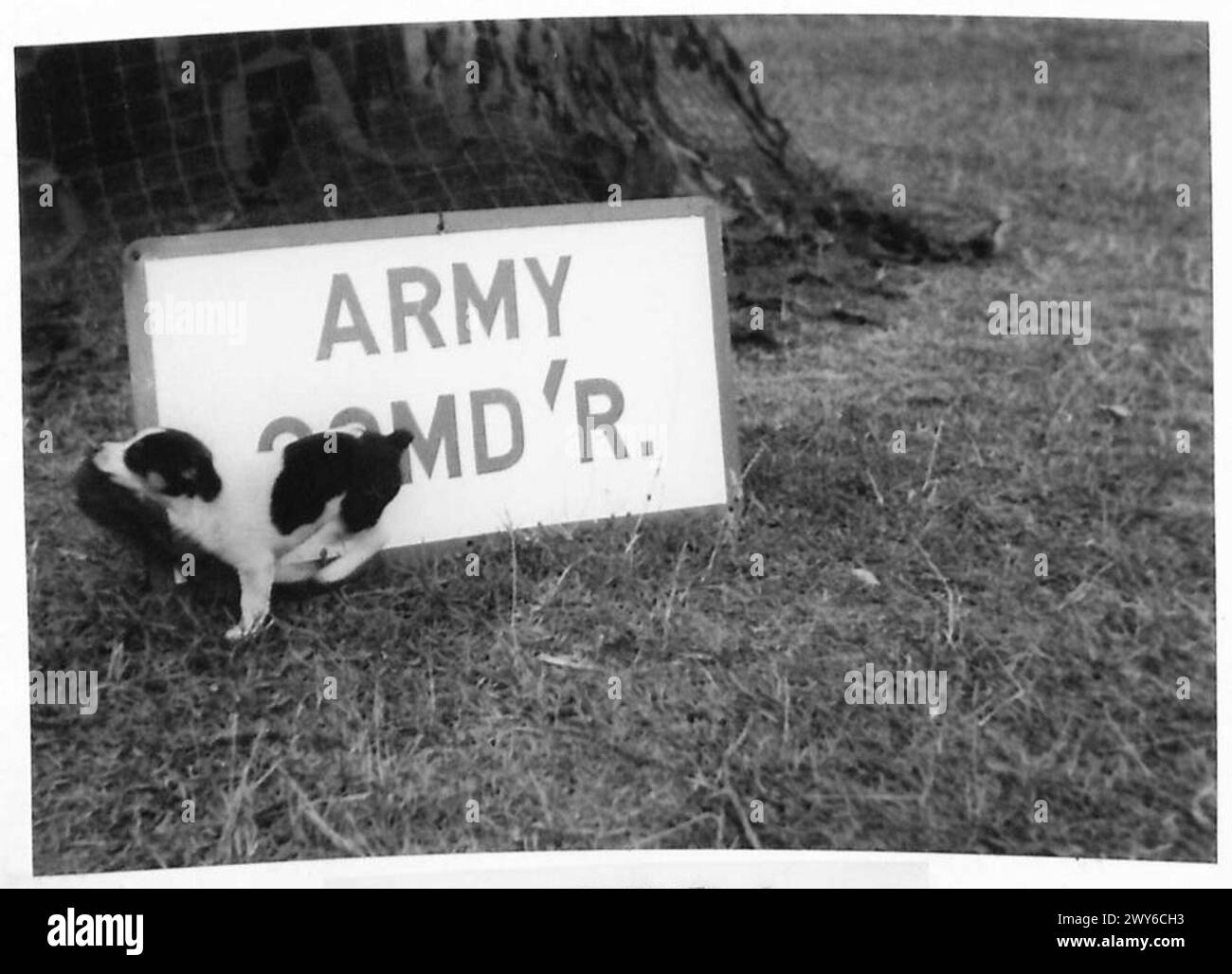 TILLY IS NOW ARMY HEADQUARTERS MASCOT - Tilly enjoys a romp round the ...