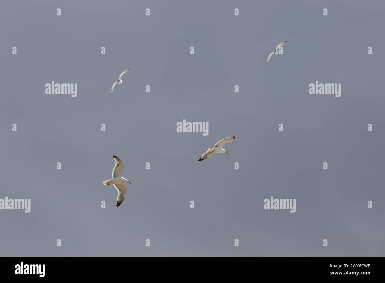 Bird overlay hi-res stock photography and images - Alamy