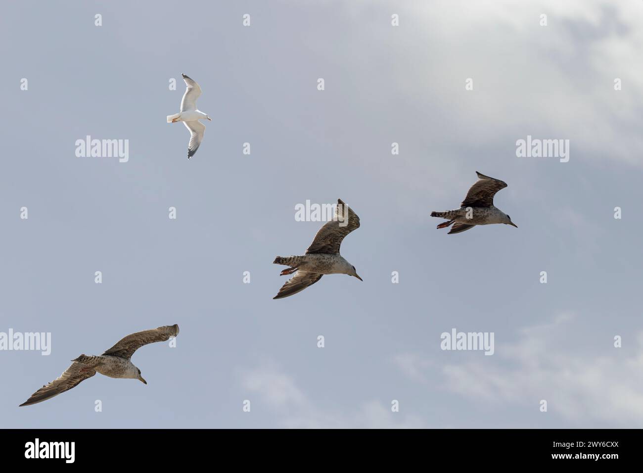 Four seagulls in flight. Photo Overlay Stock Photo - Alamy