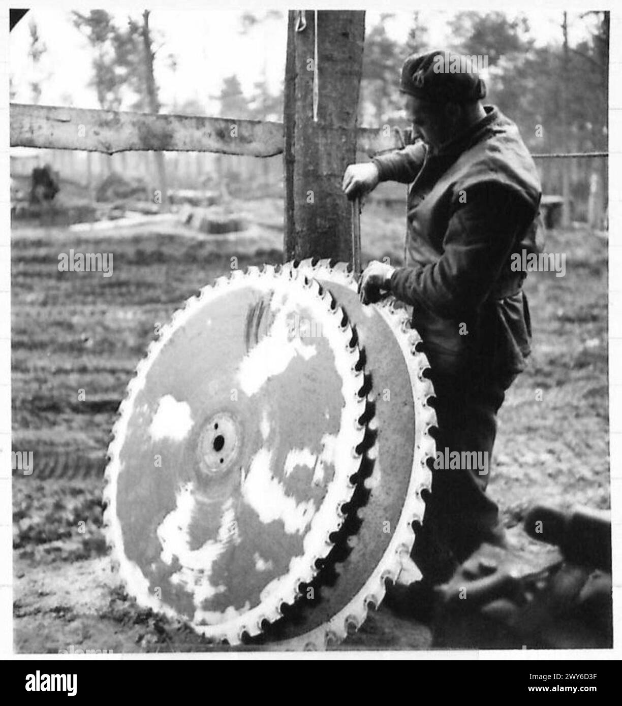 British Army lumberjacks in Holland maintain the circular saws of a ...
