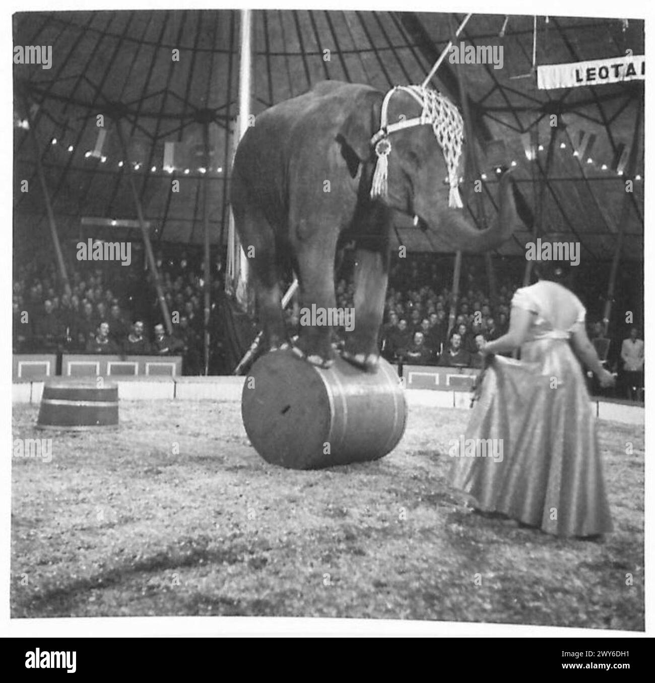 HAMBURG CIRCUS - One of the elephants performing. , British Army, 21st ...