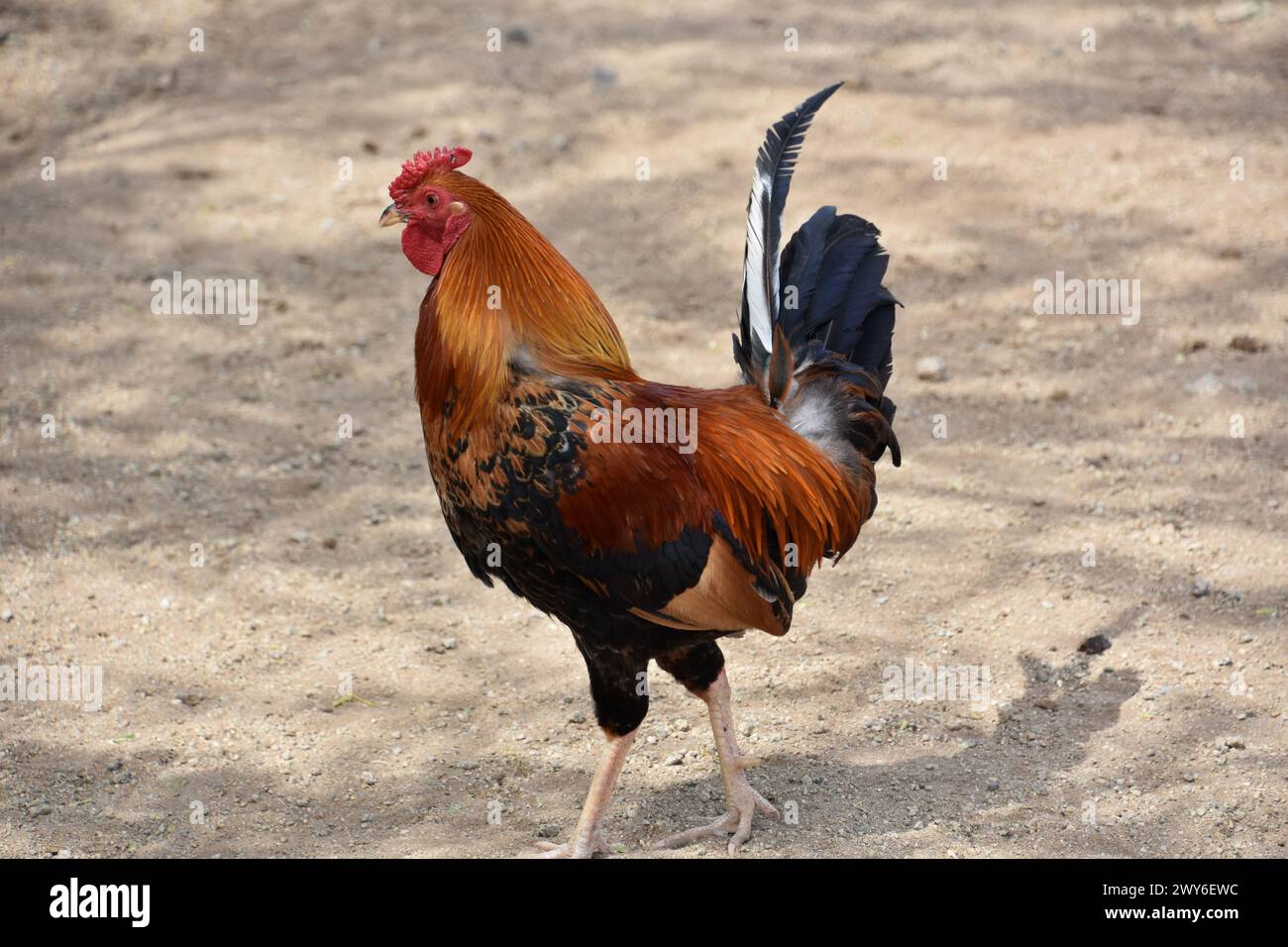 Beautiful vibrant silky feathers on a rooster in a barnyard Stock Photo ...