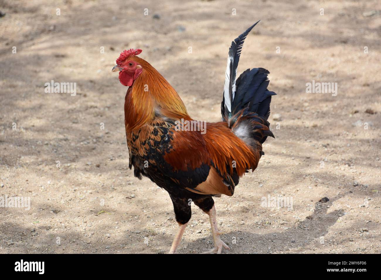 Farm with a colorful strutting rooster with silky feathers Stock Photo ...