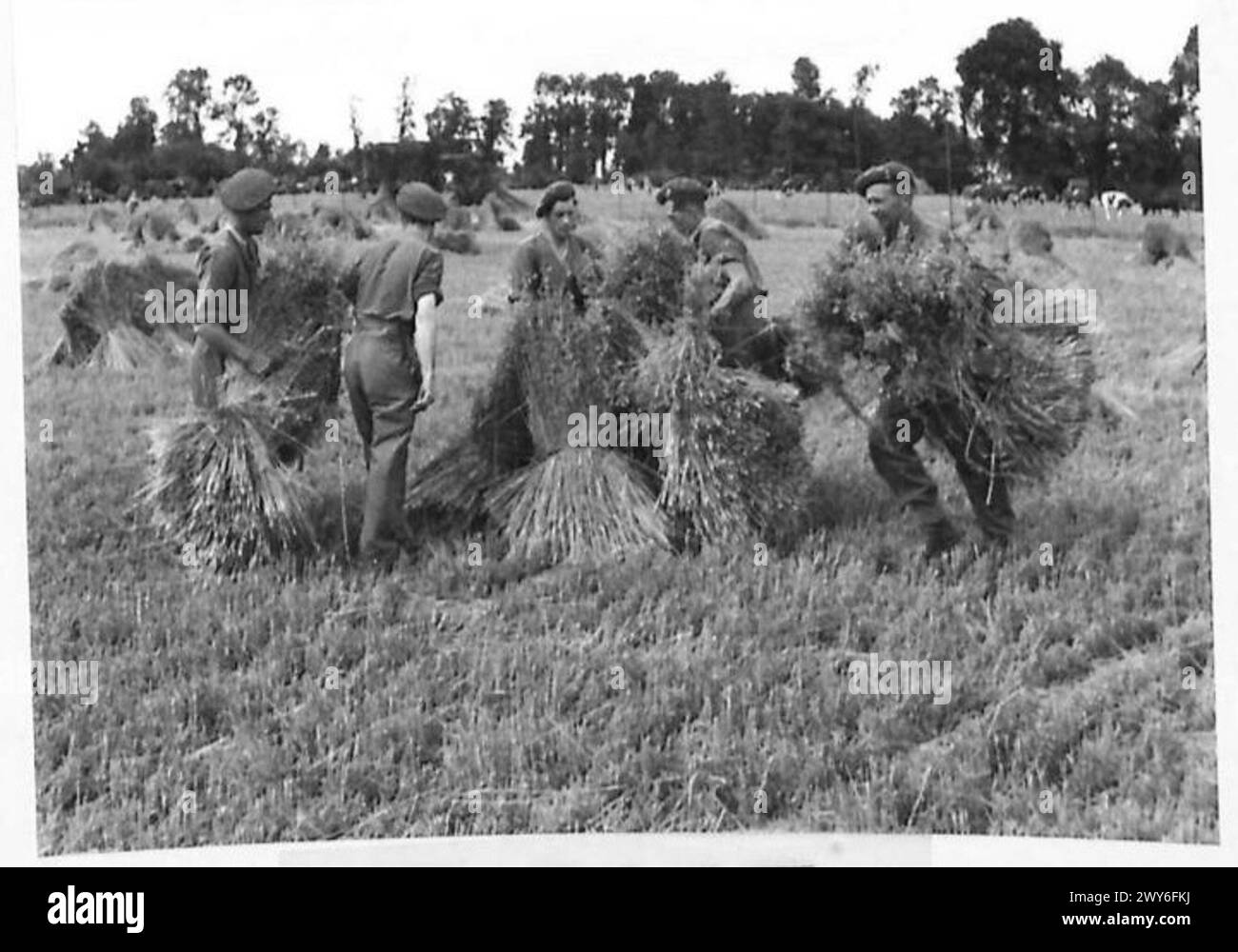 British soldiers assist Normandy farmers by stooking corn after ...