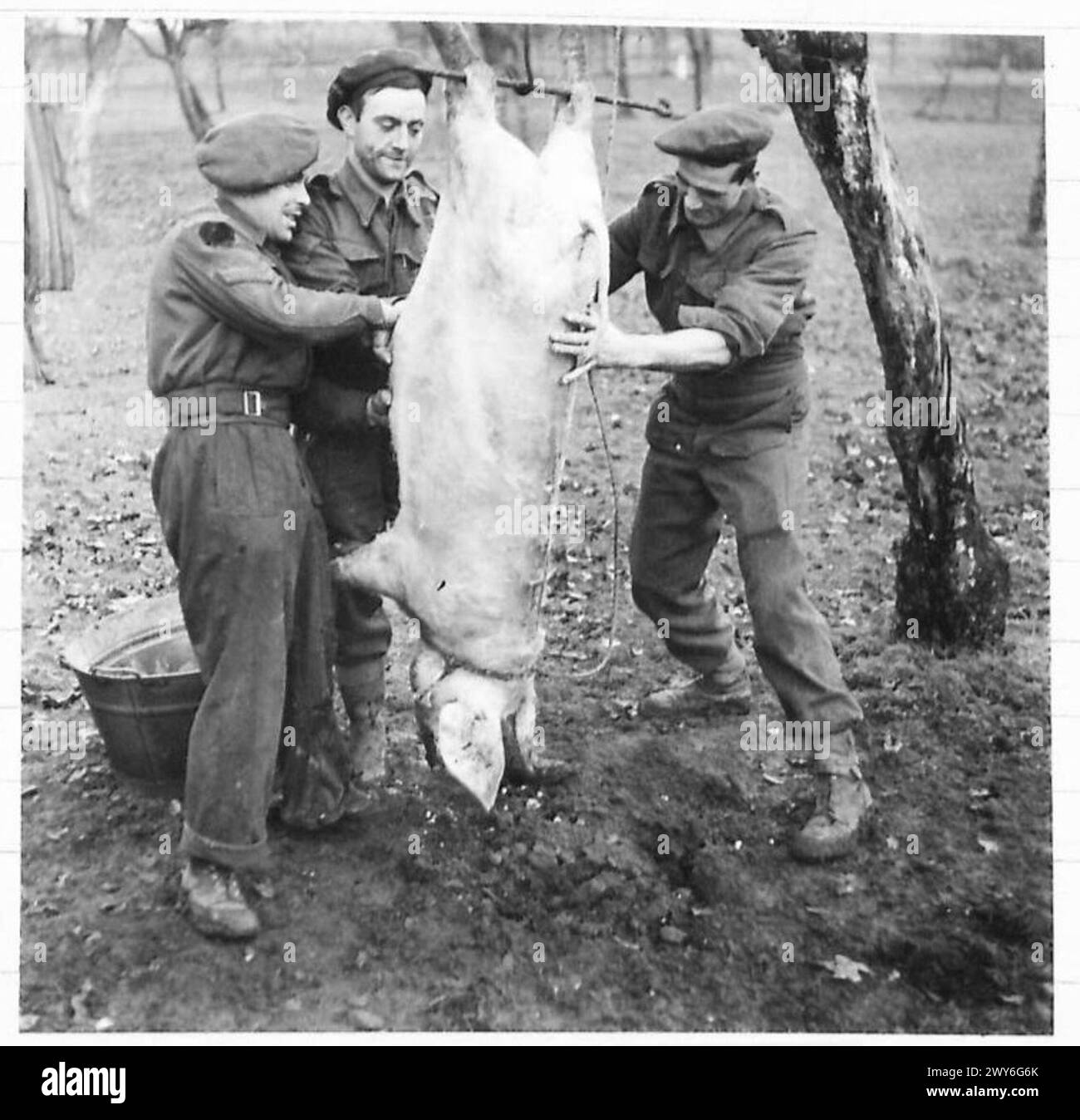 German pig farm Black and White Stock Photos & Images - Alamy