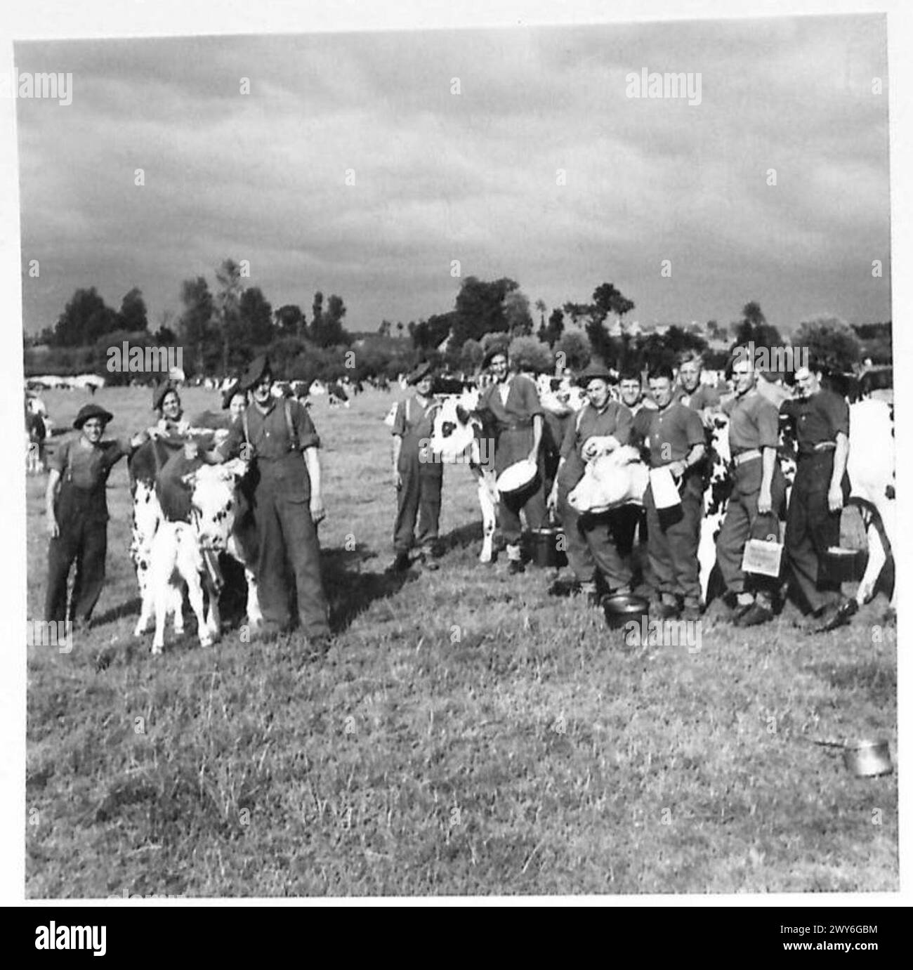 Tarine or abondance cows milk Black and White Stock Photos & Images - Alamy