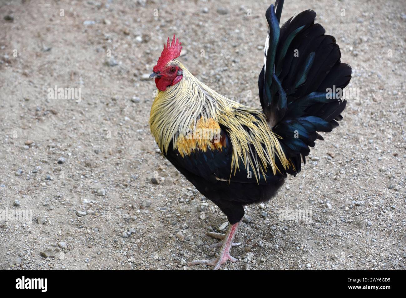 Beautiful golden rooster with a red crown and yellow plumage Stock ...