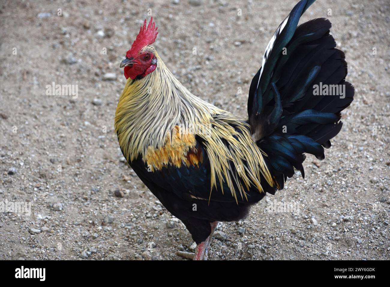 Close up with a beautiful colorful rooster in a barnyard Stock Photo ...