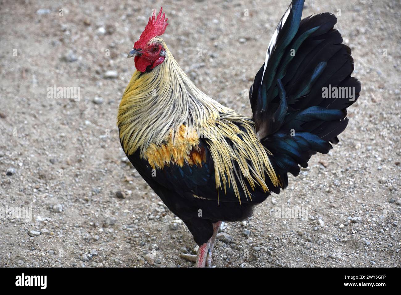 Fantastic close up look at a rooster in a barnyard Stock Photo - Alamy