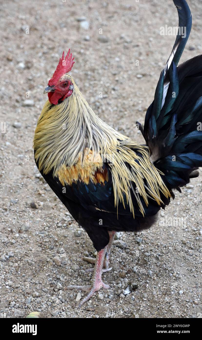 Beautiful plumage on a red crowned rooster in a barnyard Stock Photo ...