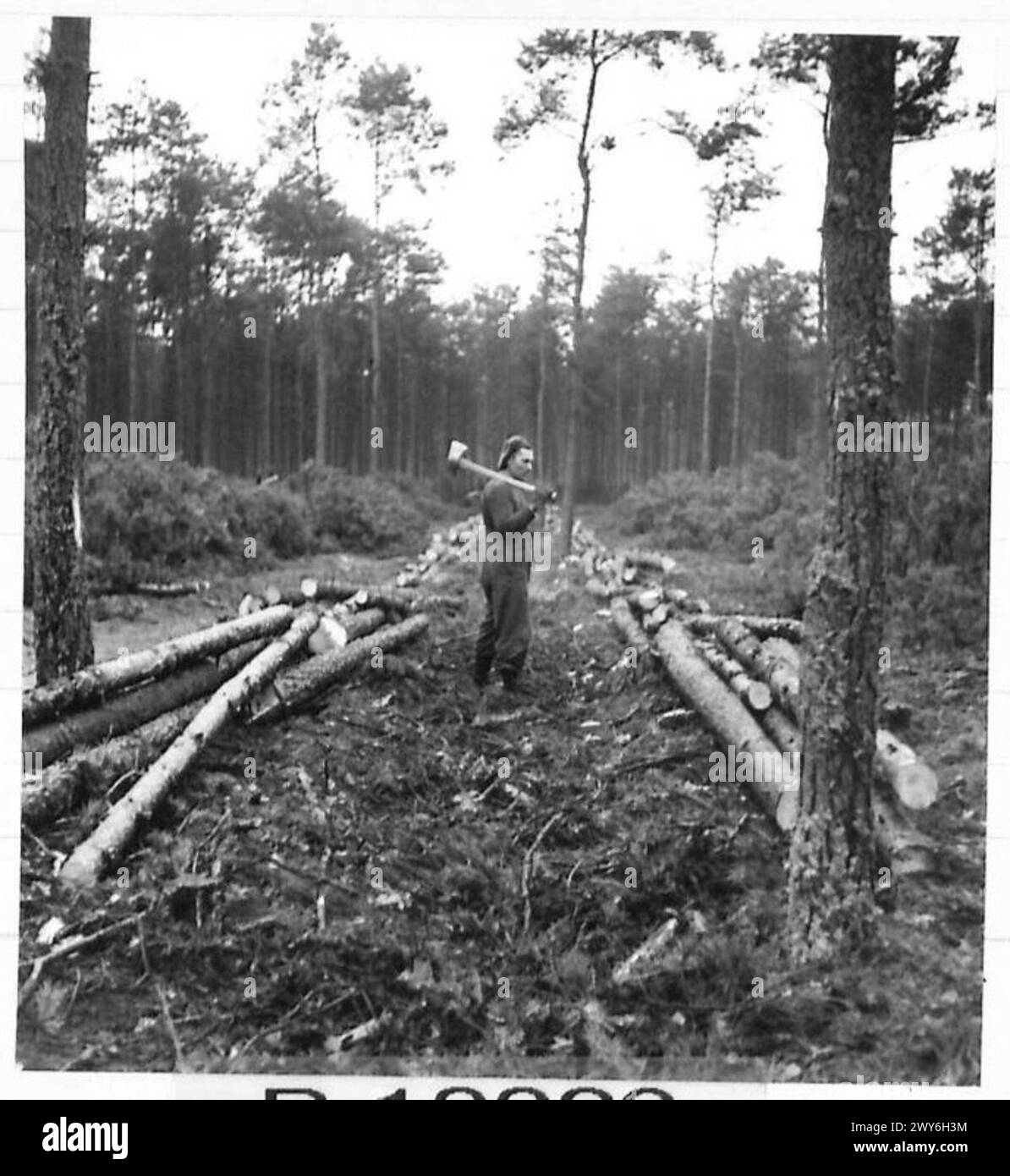 ARMY LUMBERJACKS IN HOLLAND - These trees are ready for hauling to the ...