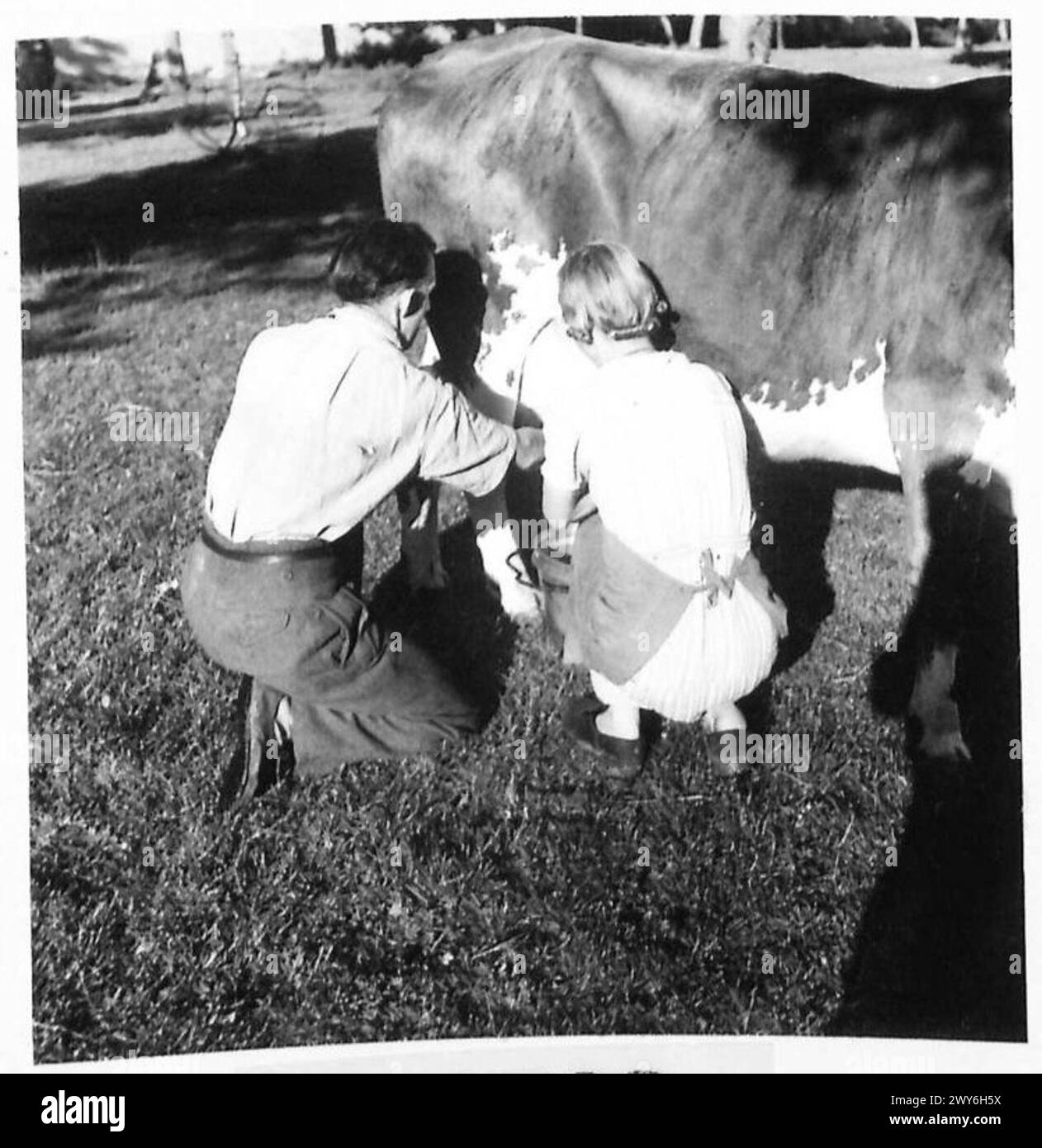 How to milk a cow Black and White Stock Photos & Images - Alamy