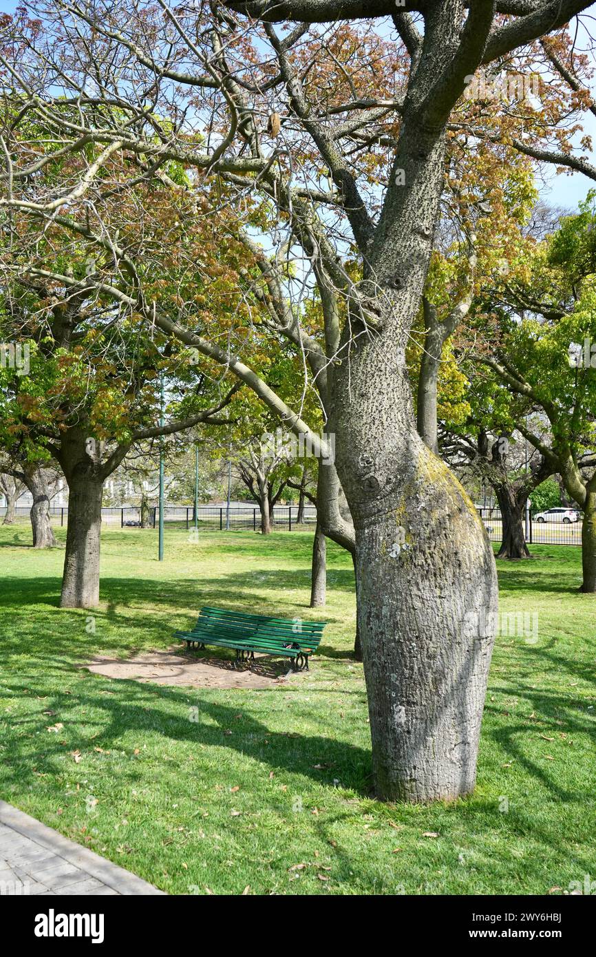 A Cebia or Silk Floss Tree (Ceiba speciosa) in a Buenis Aires Park ...