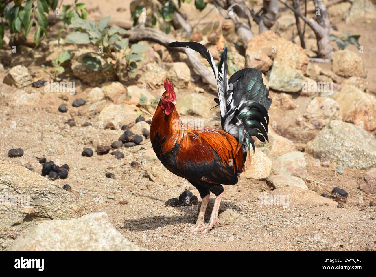 Rooster looking over his shoulder in a barnyard Stock Photo - Alamy