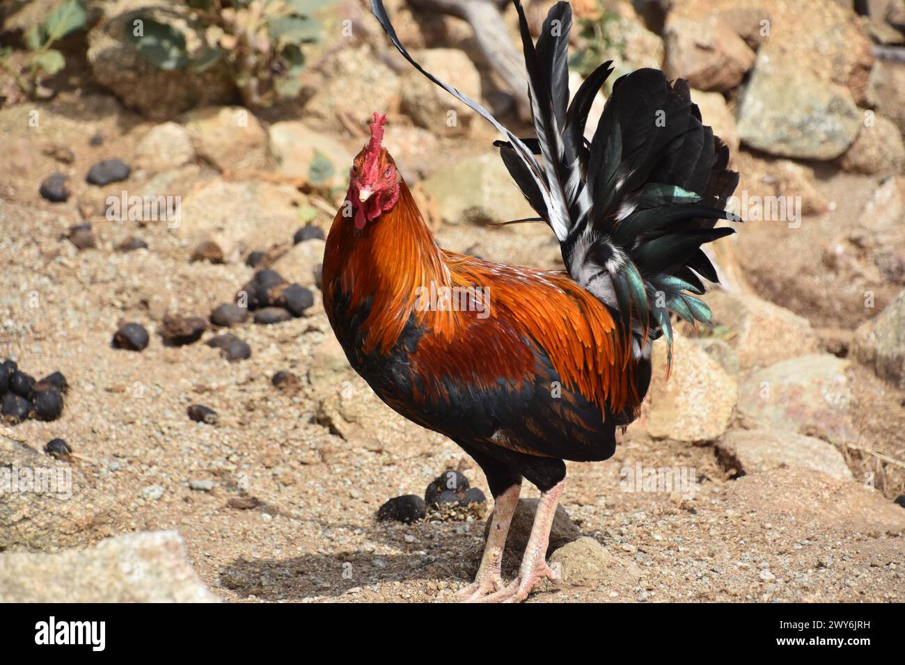 Fantastic look into the face of a colorful rooster Stock Photo - Alamy