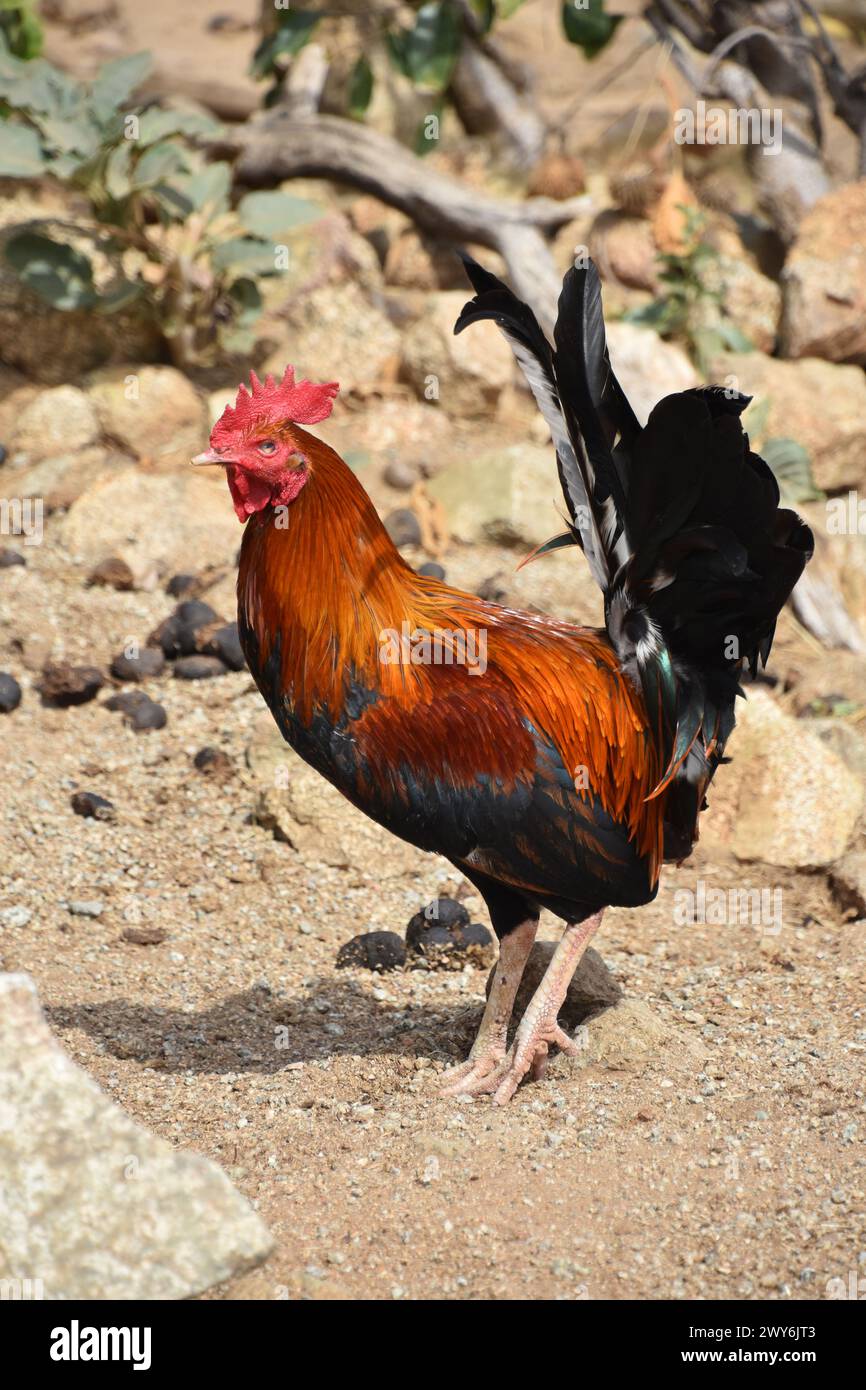 Rooster with silky colorful feathers in a barnyard Stock Photo - Alamy