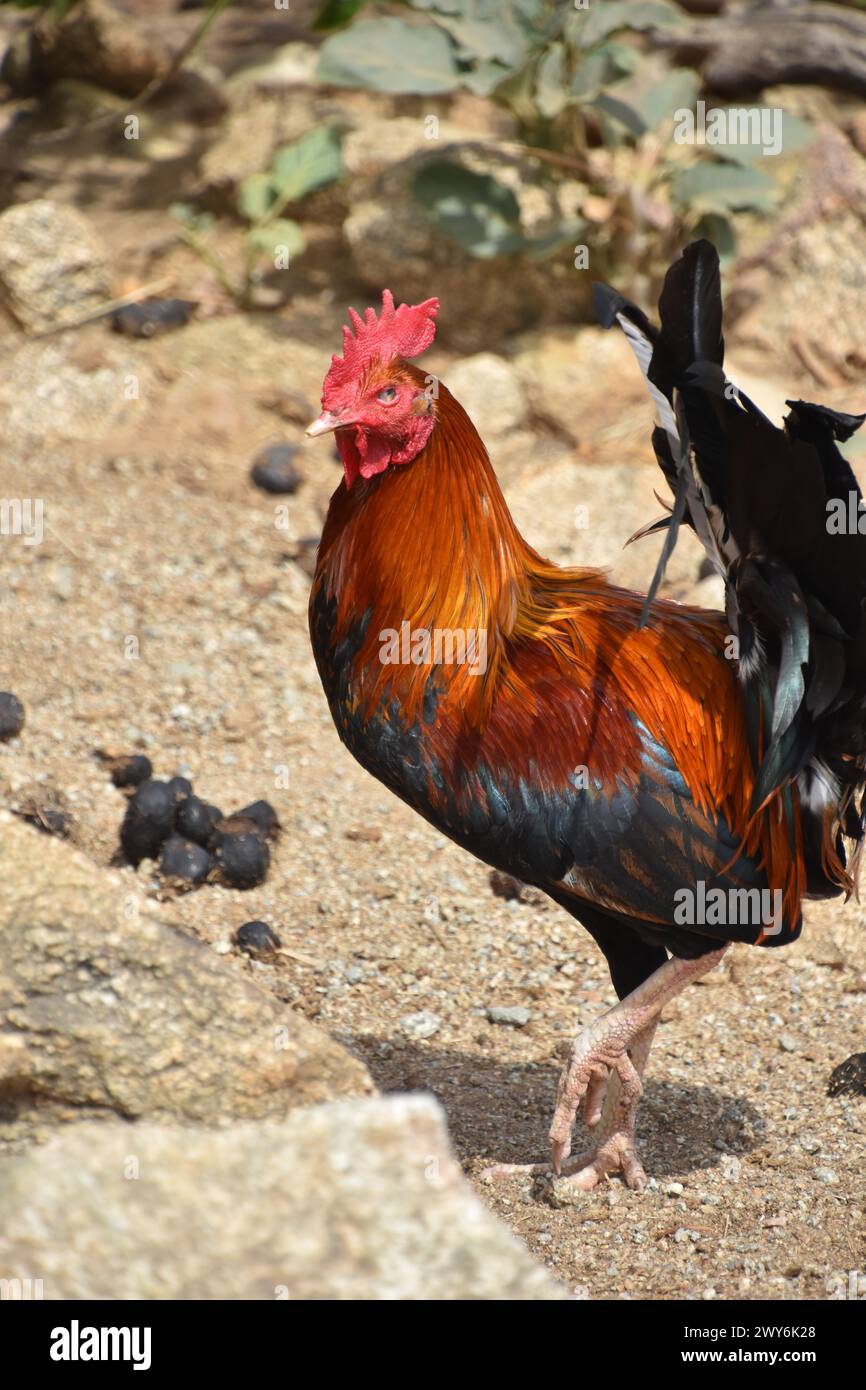 Silky colorful rooster with his foot raised taking a step Stock Photo ...