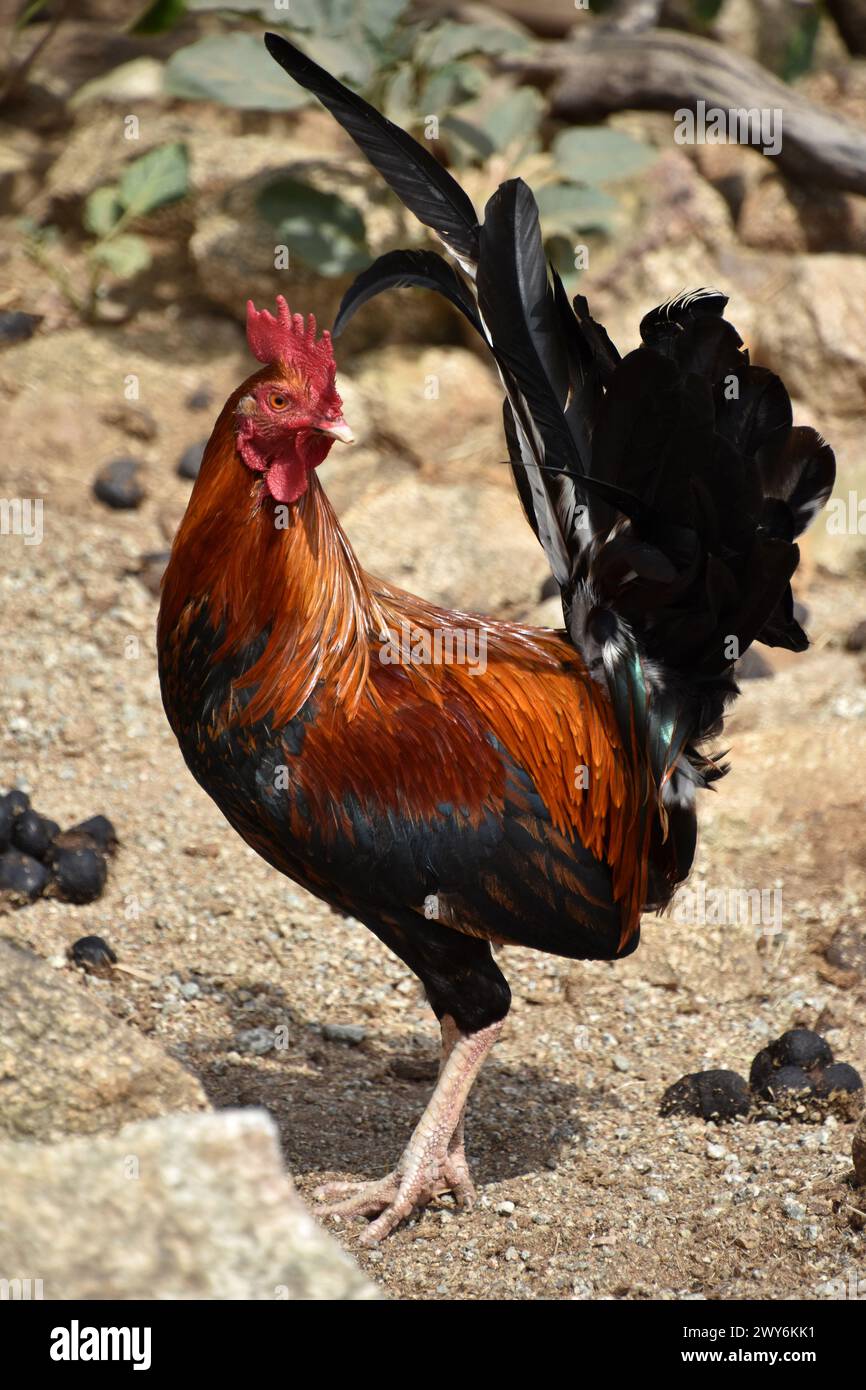 Beautiful silky rooster with colorful feathers and plumage in a ...