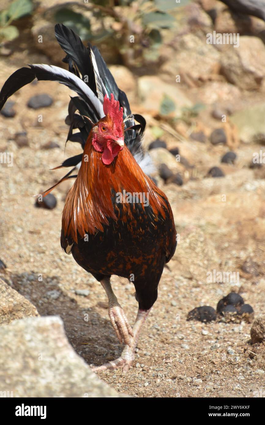 Cockerel bird crown hen hi-res stock photography and images - Alamy