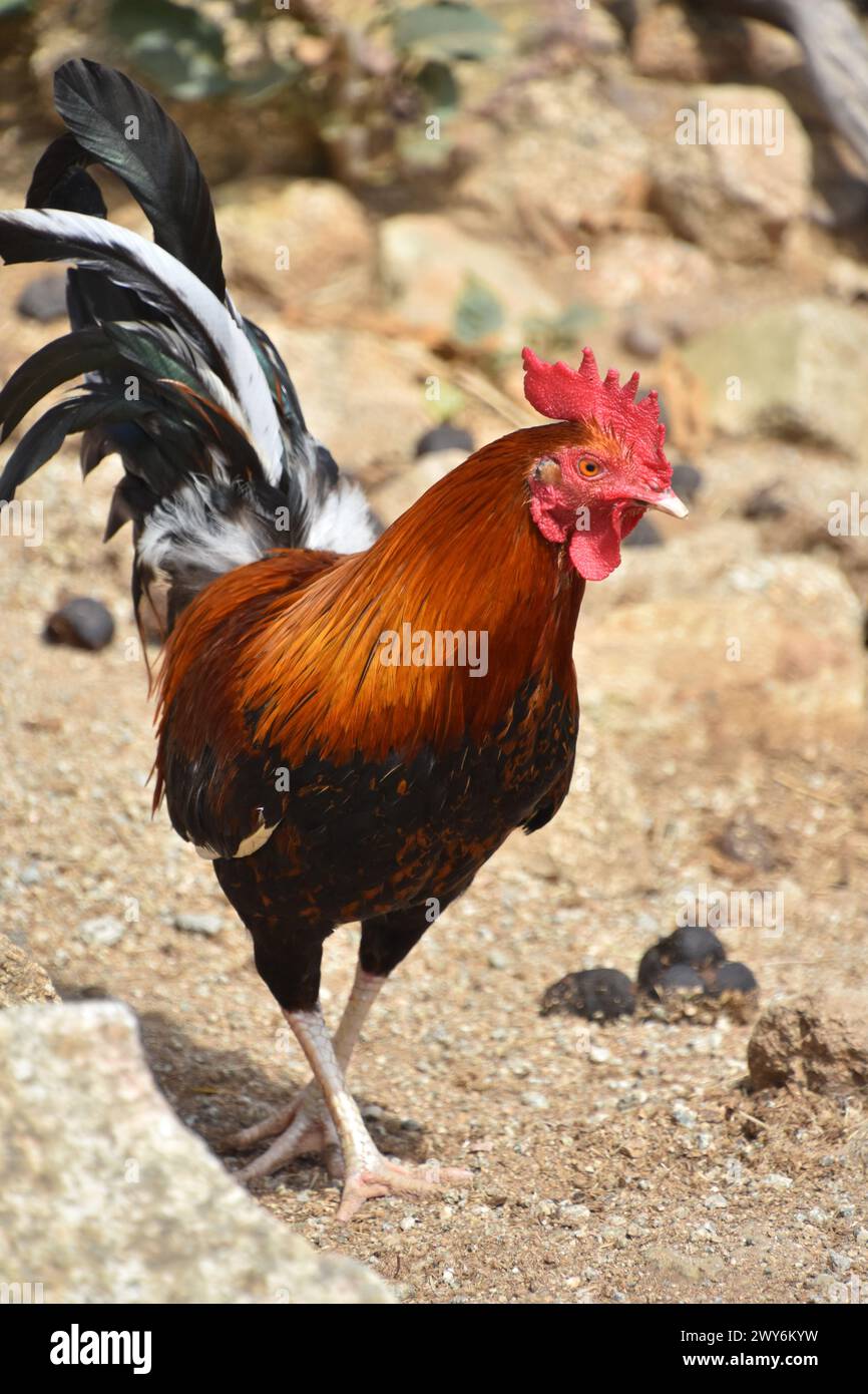 Beautiful red crowned rooster with lots of colorful plumage Stock Photo ...