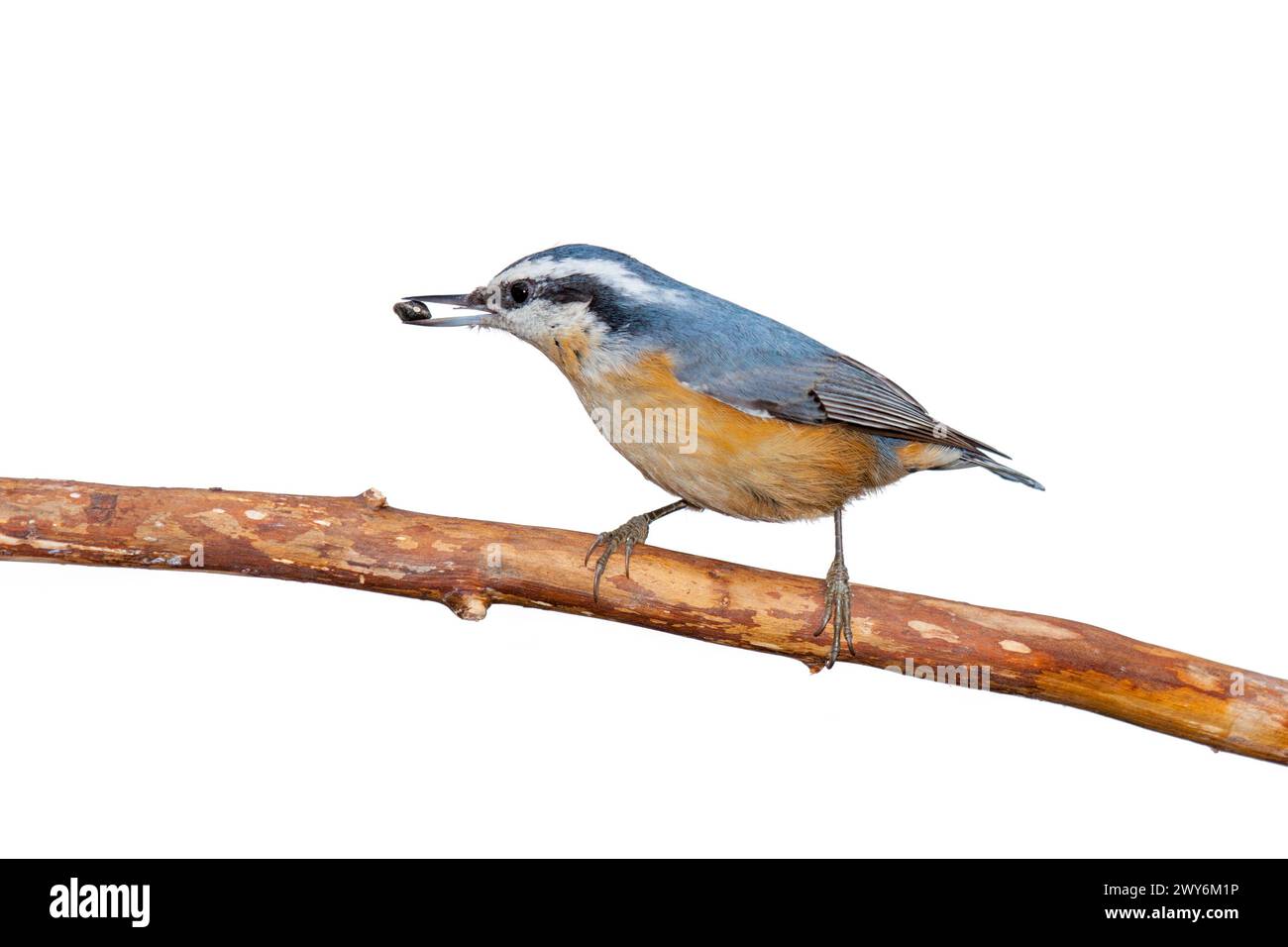 Red-breasted nuthatch, perched branch, beak to tail, holds a sunflower ...
