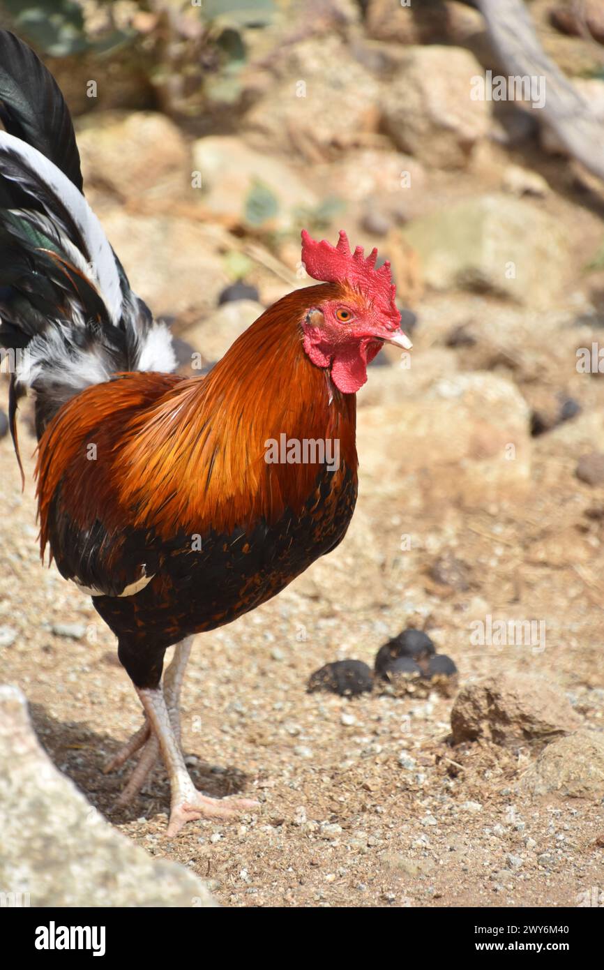 Beautiful colorful rooster with a red crown in a barnyard Stock Photo ...
